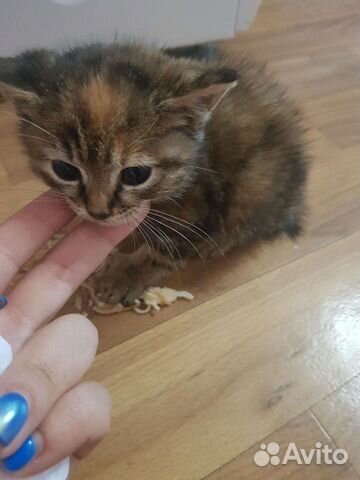 Кошка