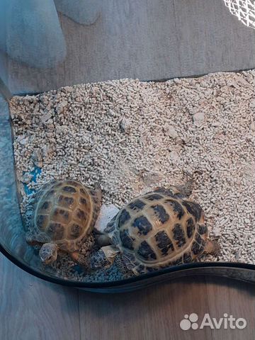 Черепаха сухопутная