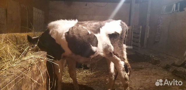 Продам бычка и тёлку