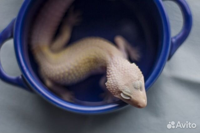 Геккон Эублефар