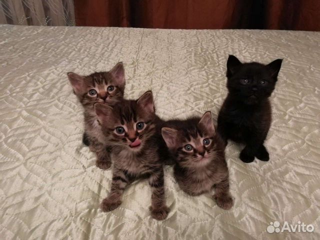 Котята