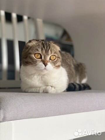 Манчкин вязка девочка