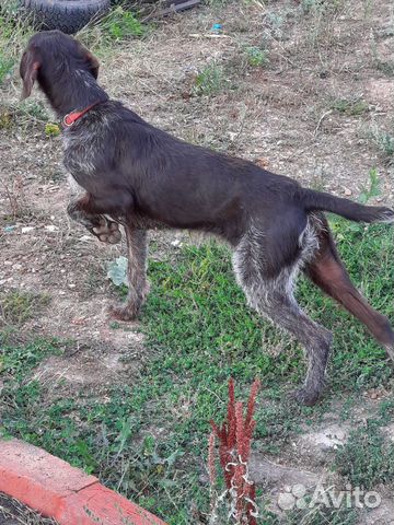 Охотничья собака Дратхаар