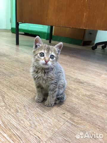 Игривый котенок в добрые руки