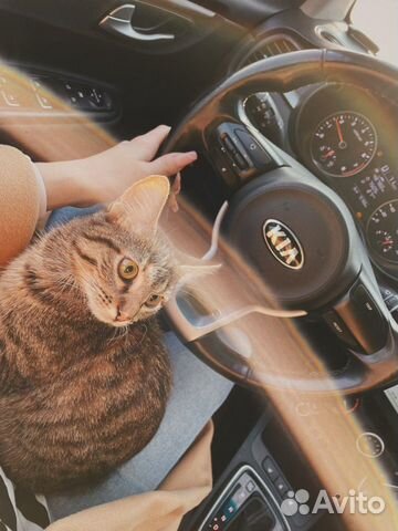 Котяёнок в добрые руки