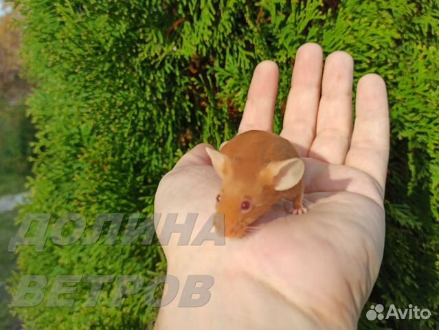 Яркая рыжая мышка девочка