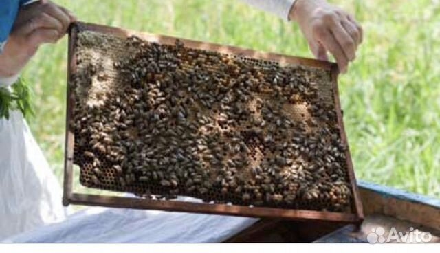 Отводки пчел