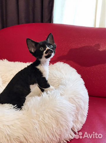 Девон-рекс малышка