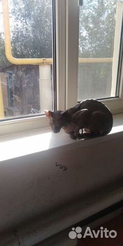 Донской сфинкс вязка