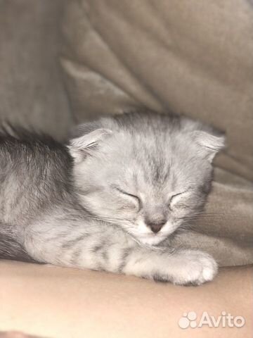 Шотландский вислоухий котенок