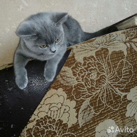 Британская голубая