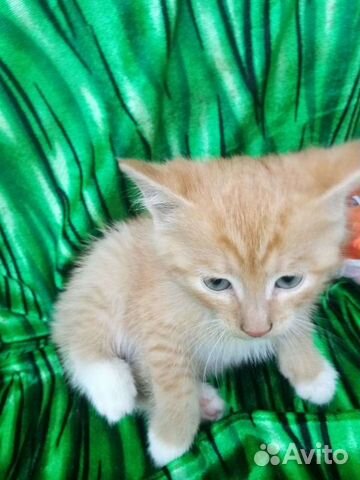 Котенок Стасик 2 мес Рыжий Отказывается фотографир