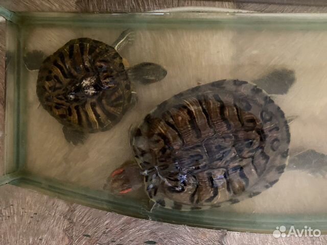 Красноухие черепахи