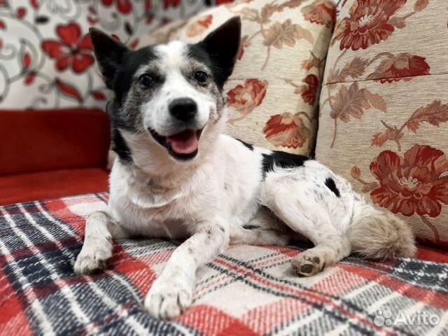 Бобик-небольшой песик очень нуждается в доме