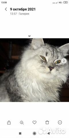 Найден котик/кошечка породы селкирк-рекс