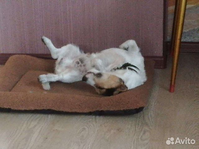 Вязка кобель Джек Рассел