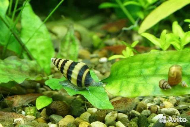 Улитки Хелены аквариумные