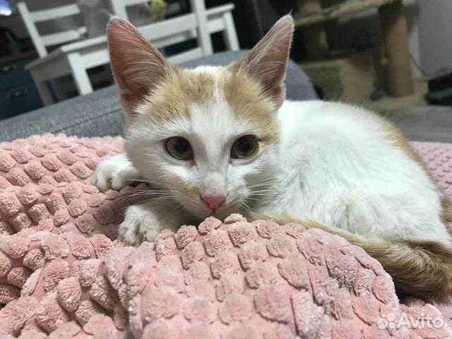 Отдам котенка в добрые руки, подобрали, ждет свой