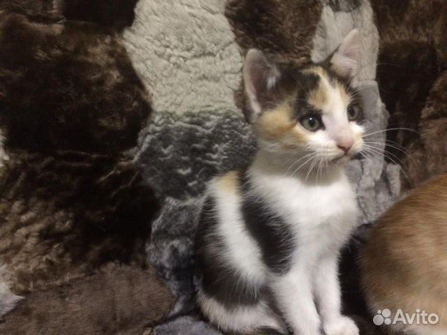 Котята-мышеловы со стажем