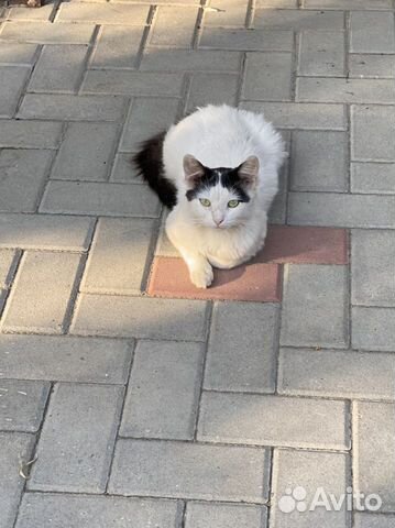 Котик