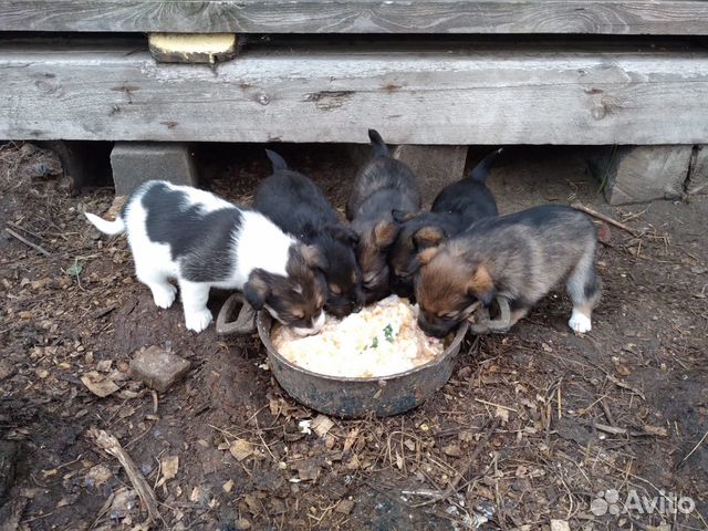 Продам щенят маленькой породы