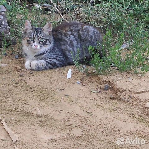 Кошка в дар