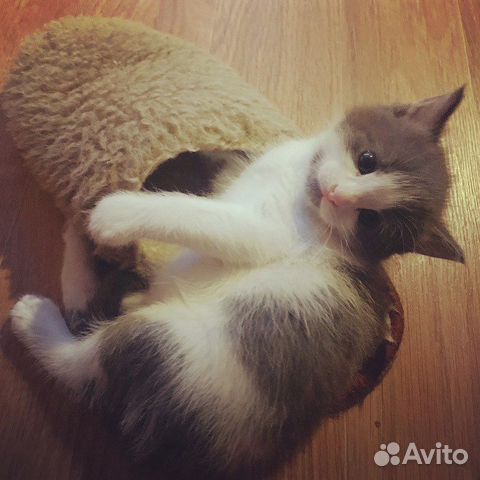 Котята в добрые руки Мальчики Все добрые и очень и