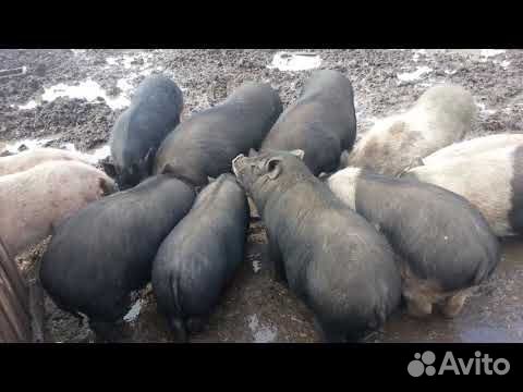 Вьетнамские свиньи