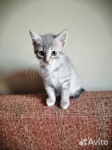 Котятки в добрые руки