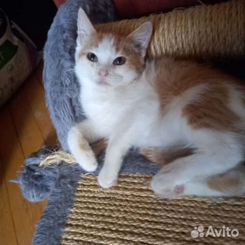 Котенок Рыжуля в добрые руки