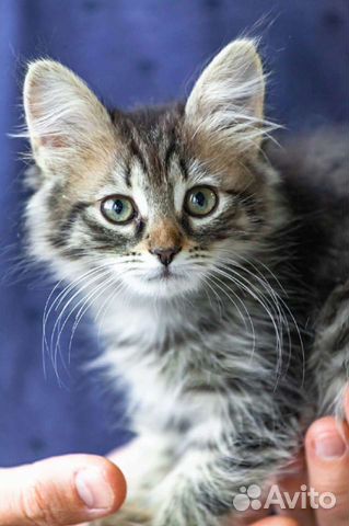 Кошечка в добрые руки