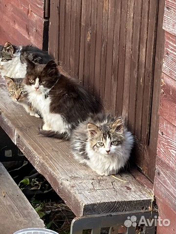 Котята в добрые руки бесплатно