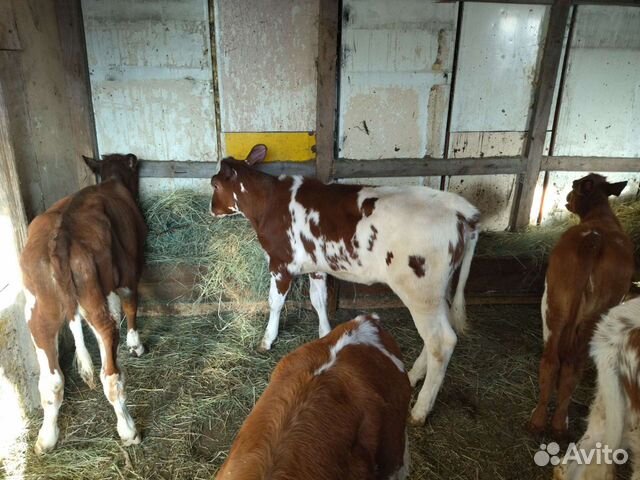 Телки айрширской породы племенные 3-4 месячные