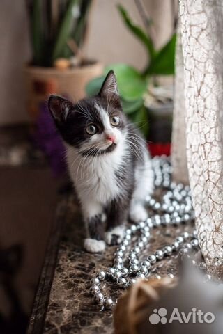 Красивые котята, 1,5 месяца