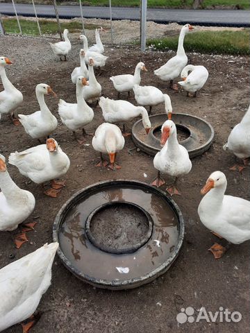 Гуси крупные