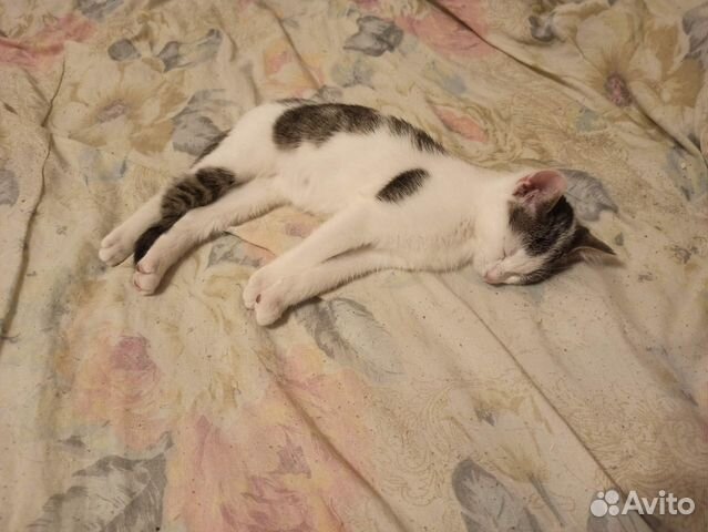 Котенок девочка 3 мес