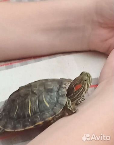Красноухая черепаха