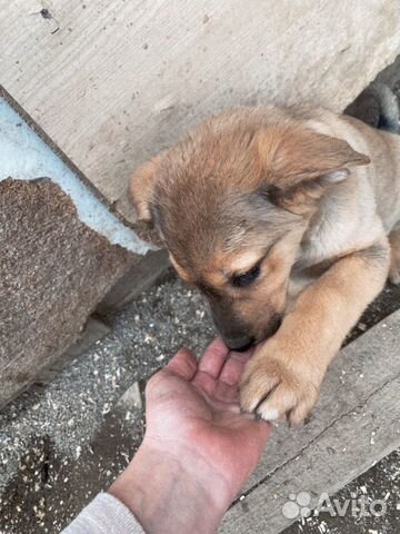Щенки бесплатно
