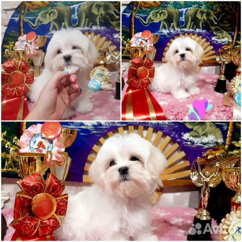 Шикарная девочка мальтезе с документами