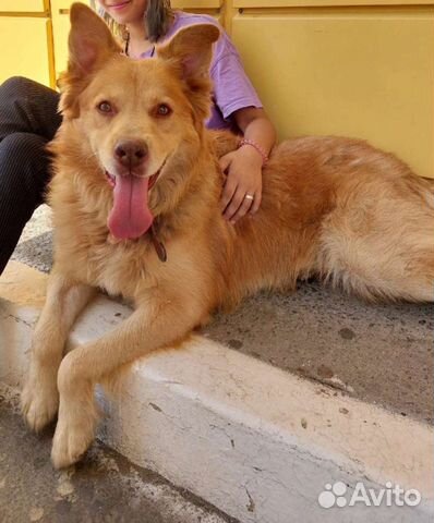 Собака в добрые руки