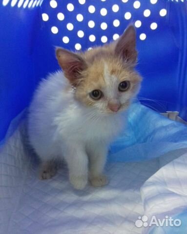 Котёнок