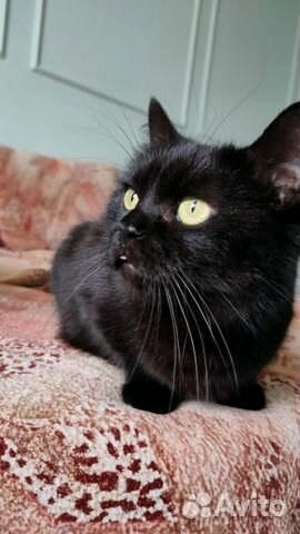 Бриташа в дар