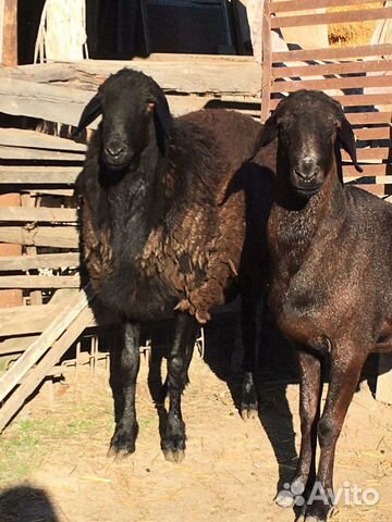 Гисарские бараны