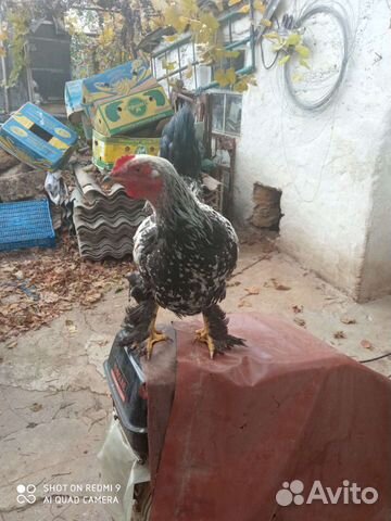 Петух и голуби