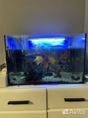 Аквариум с рыбками