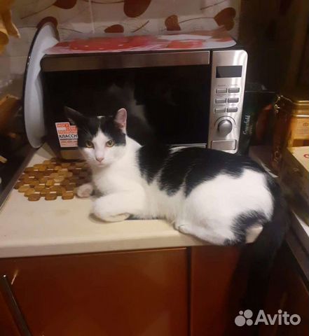 Котенок Кузенька