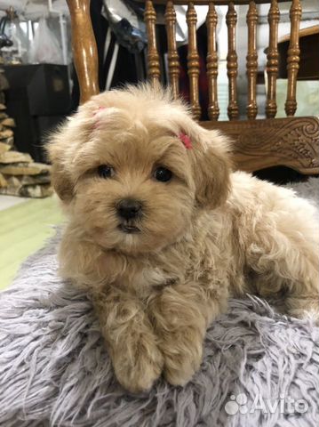 Мальтипу карамельки