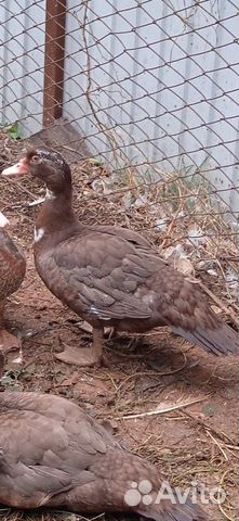 Индоутка - шоколадка