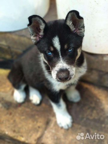 Немецкая овчарка, Хаски, Шепски