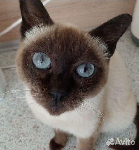 Отдам породистую кошку Тайскую